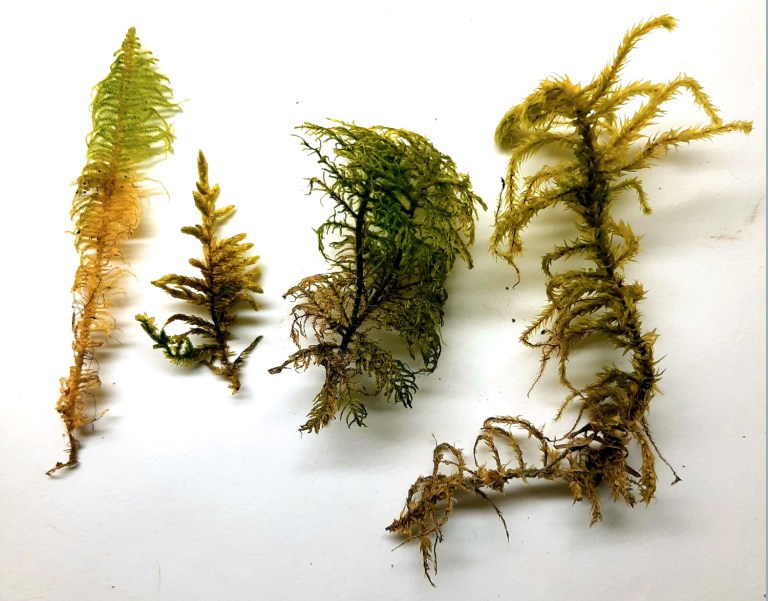 Sammalet Suomen luonnossa