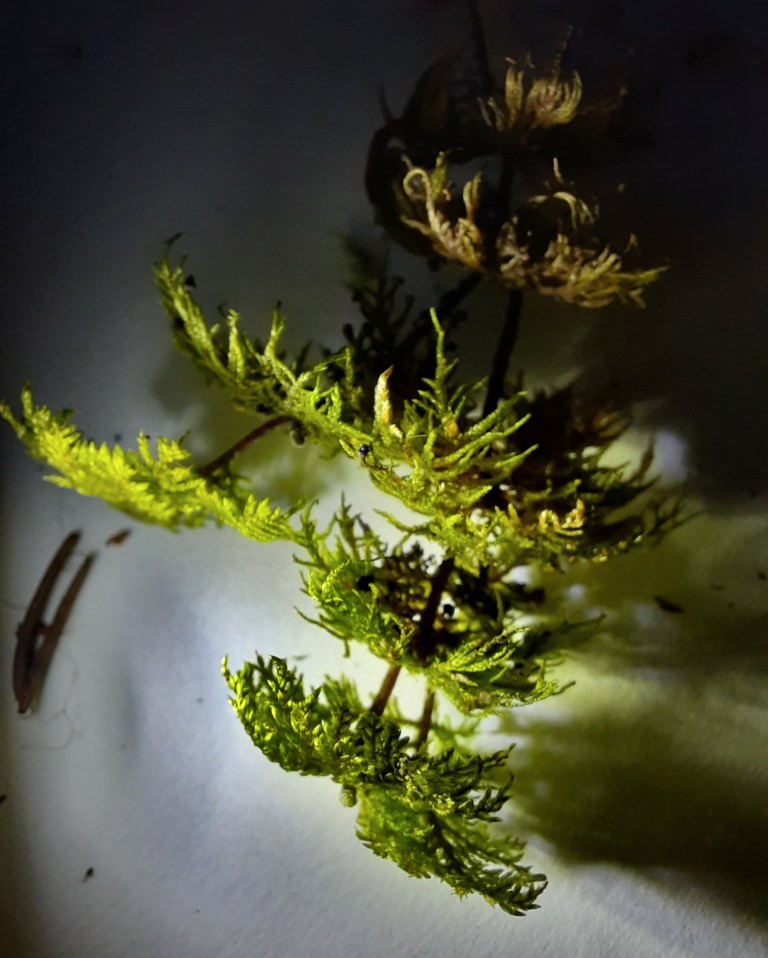 Sammalet Suomen luonnossa