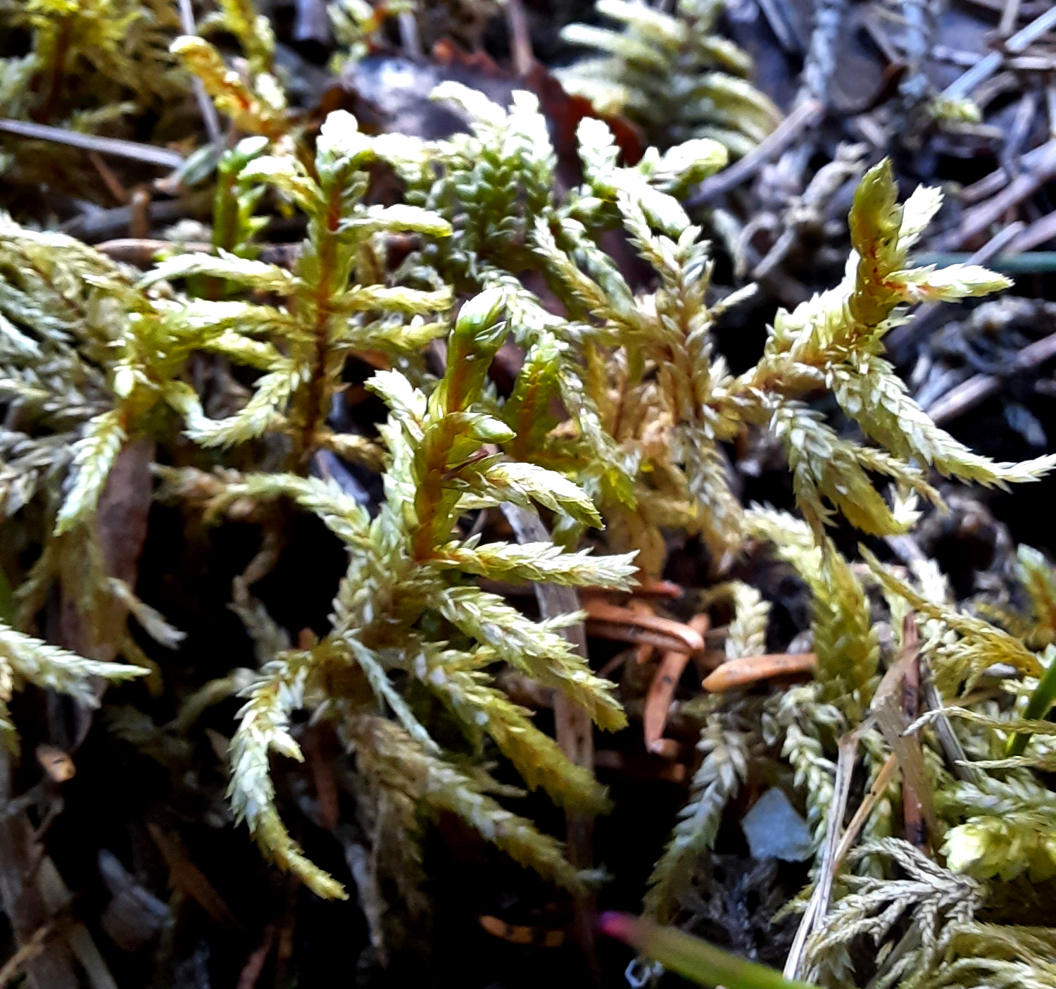 Sammalet Suomen luonnossa