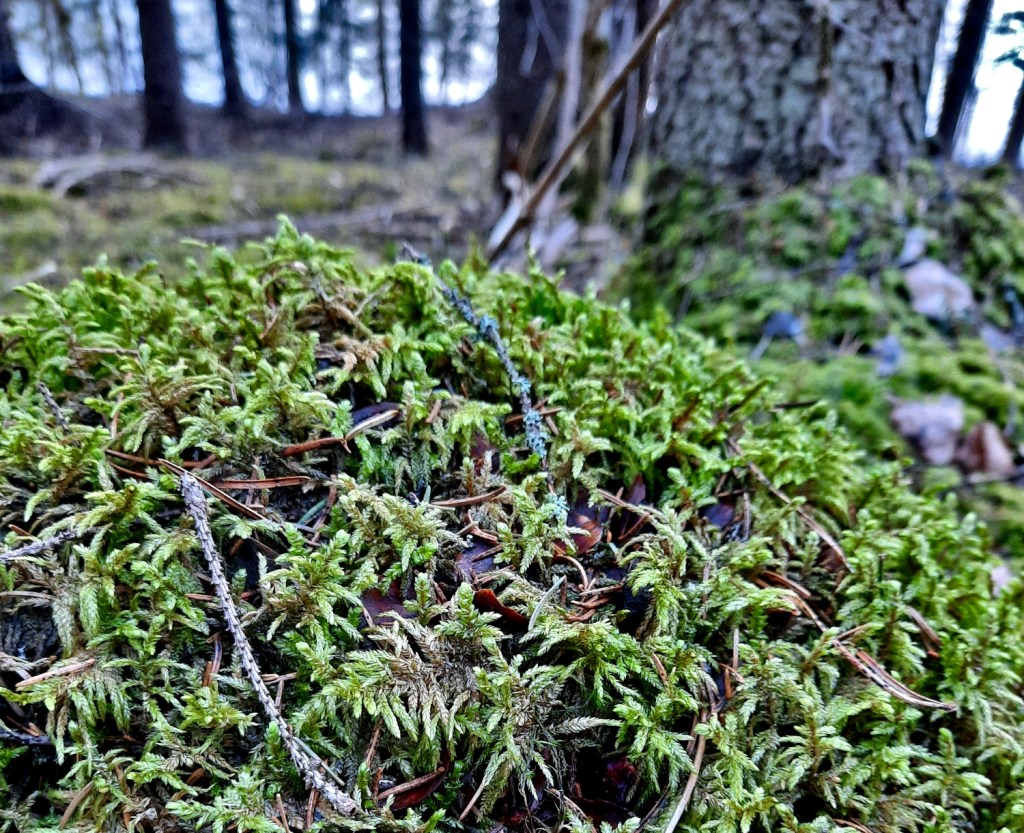 Sammalet Suomen luonnossa