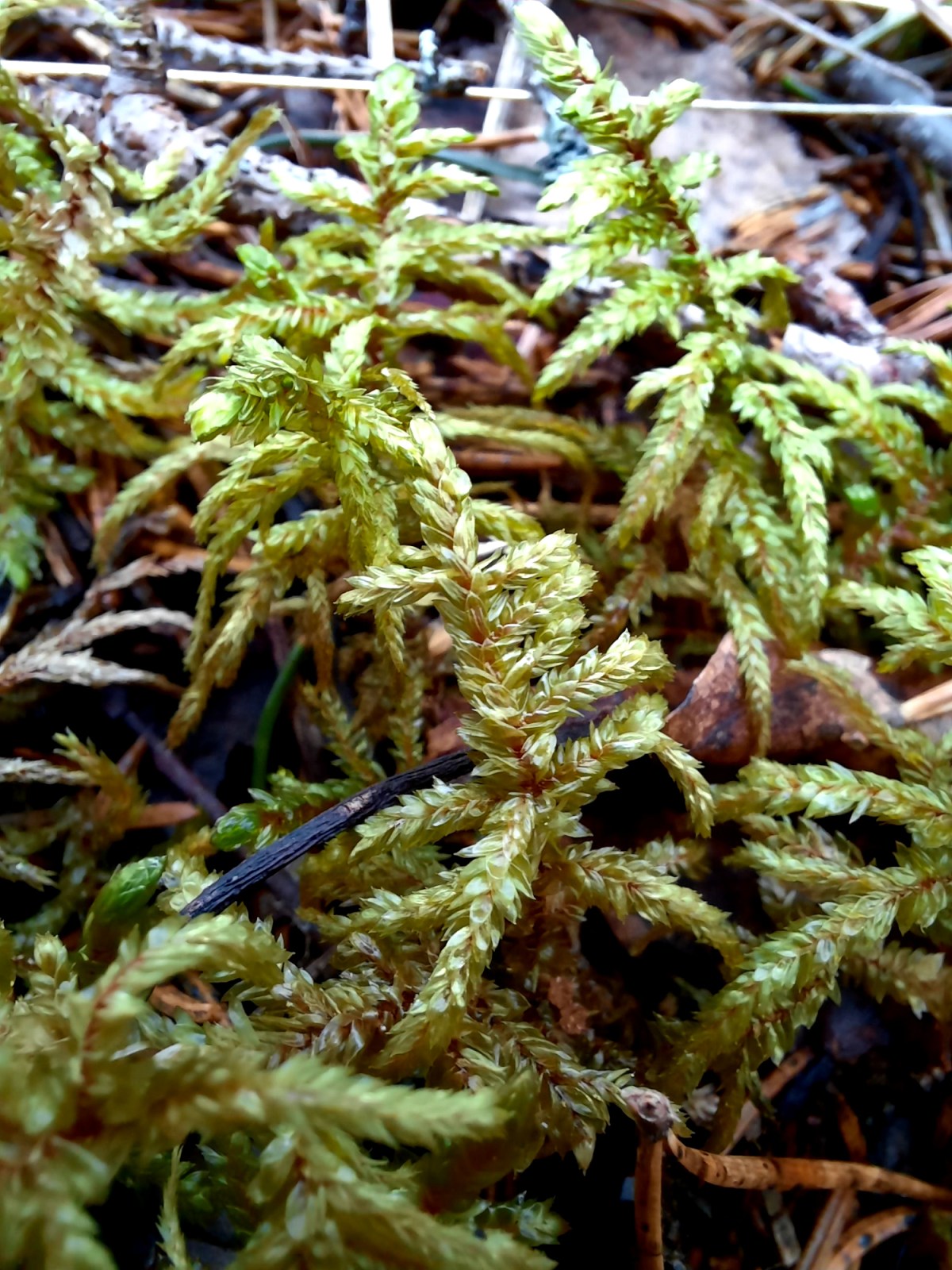 Sammalet Suomen luonnossa