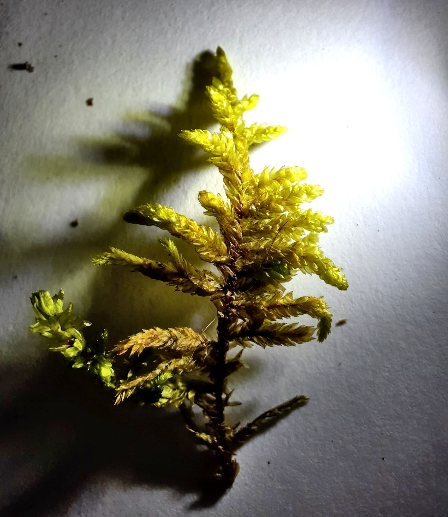 Sammalet Suomen luonnossa