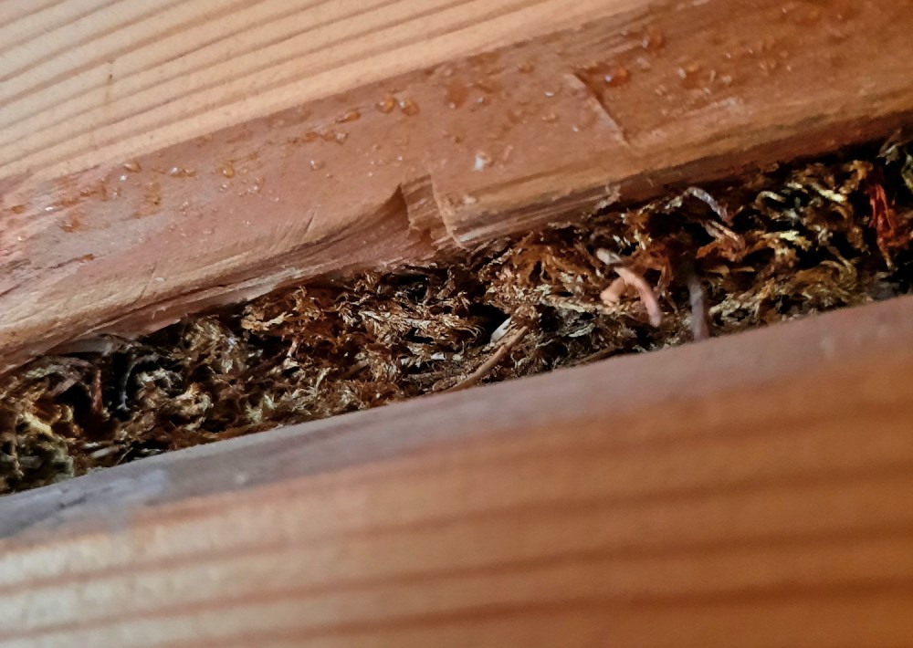 Sammalet Suomen luonnossa