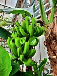 Erilaiset banaanit ja niiden kasvattaminen